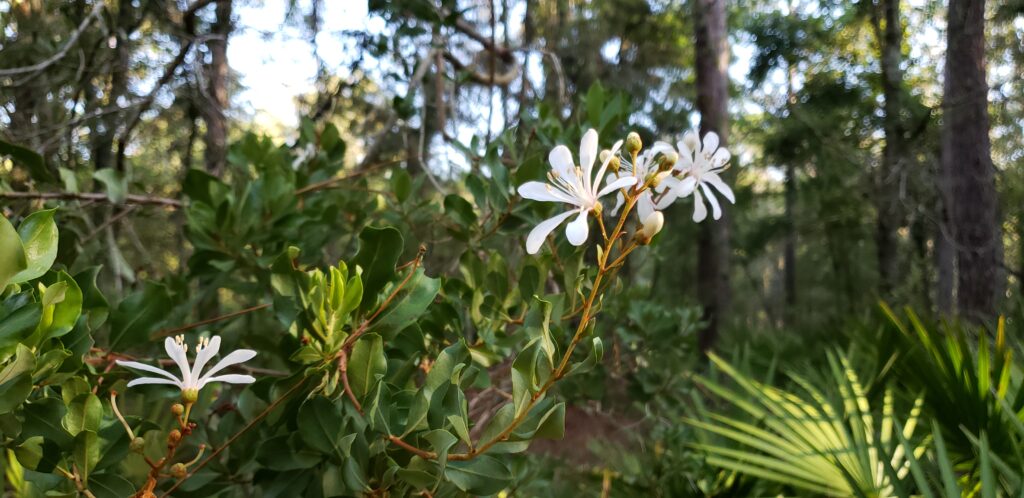Spring Flowers in Central Florida - Not a Clue Adventures