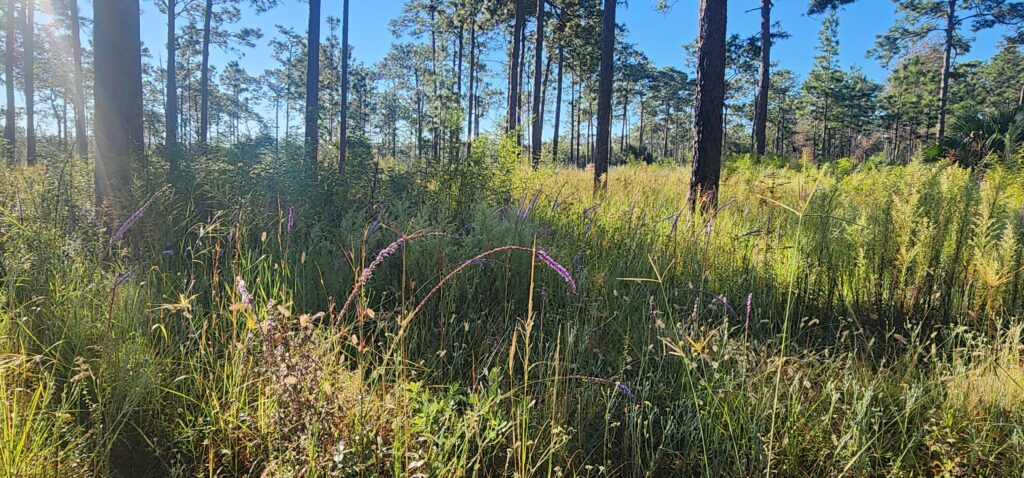 October Is Wildflower Month in Florida - Not a Clue Adventures